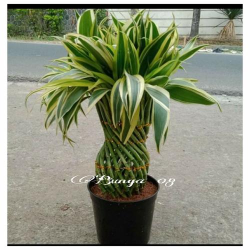 Jual Tanaman hias bambu hoki gucci variegata - Variegata - Jakarta ...