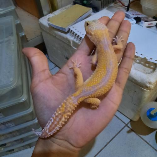 Jual leopard gecko mack snow raptor reverse stripe het db - Jakarta ...