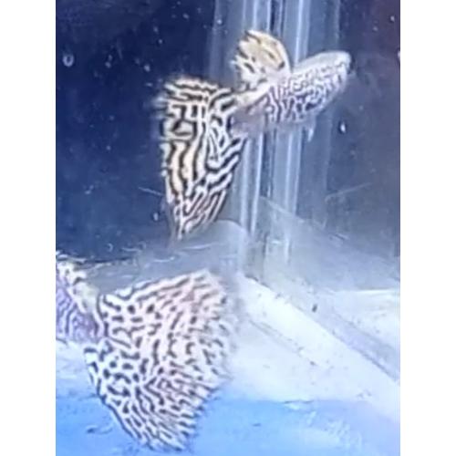 Jual Guppy yellow cobra - Kota Bekasi - guppy459 | Tokopedia