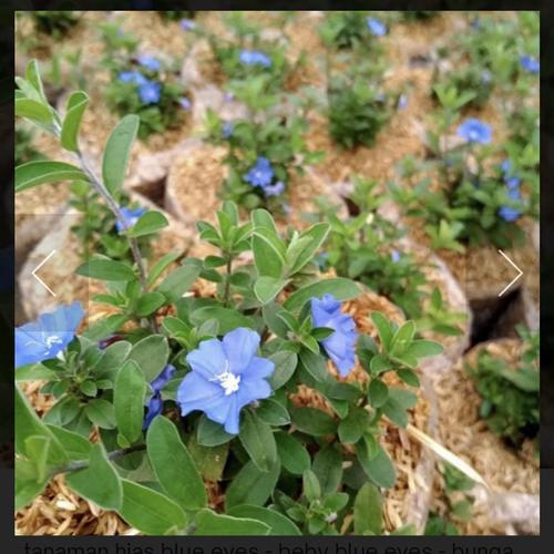 Jual Tanaman hias blue eyes / baby blue eyes - Jakarta Barat ...