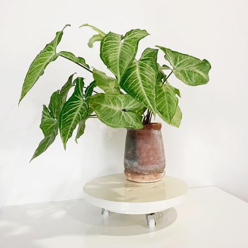 Jual Roda Pot Tanaman / Roda Kayu / Roda Handmade - ROTA 30 Creme ...