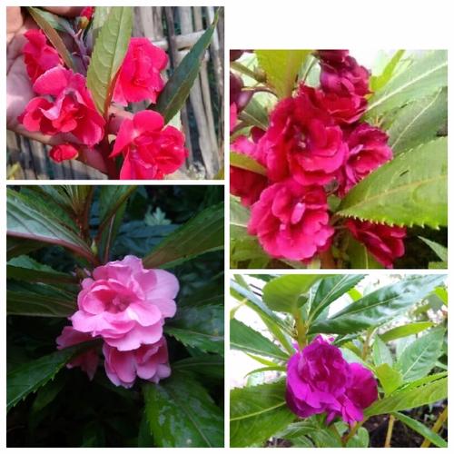 Jual Biji benih bunga pacar air mixed - Kota Depok - Iqy's Garden ...