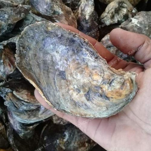 Jual Kerang Oyster Hidup Segar - 1kg - Jakarta Selatan - Pangan Daily ...