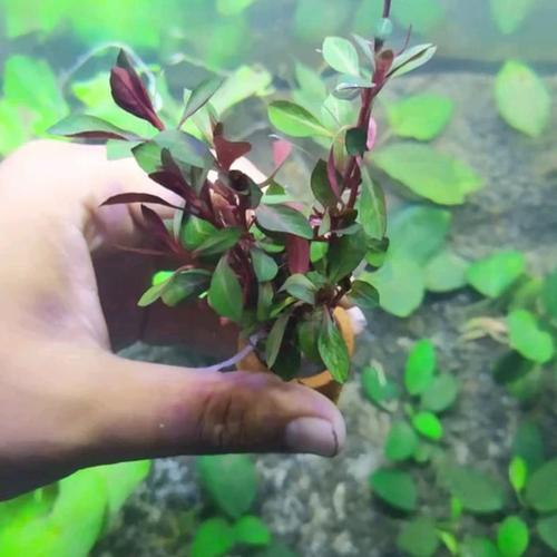 Jual Pot Tanaman Air Aquascape Undergravel Media Filter Bakteri ...