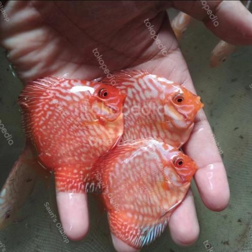 Jual Ikan Discus Pigeon Size 2 inch Discus Pigeon ukuran 2 in ikan ...