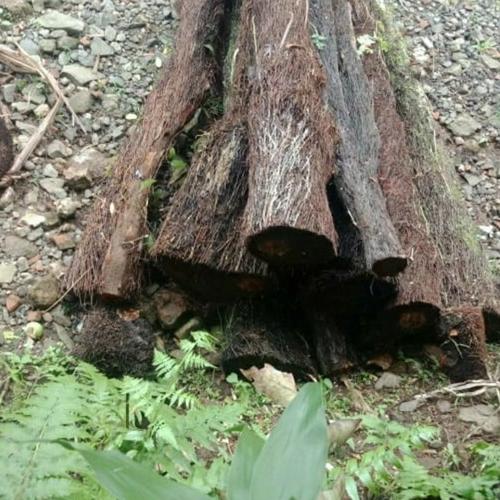 Jual pohon pakis monyet gelondongan media rambat tanaman - 70 - Jakarta ...