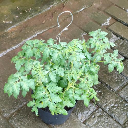 Jual tanaman pohon tomat cherry + pot gantung - Kab. Tangerang ...