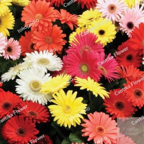 Jual bunga garbera premium asli fresh cantik - Jakarta Barat - Cantika ...