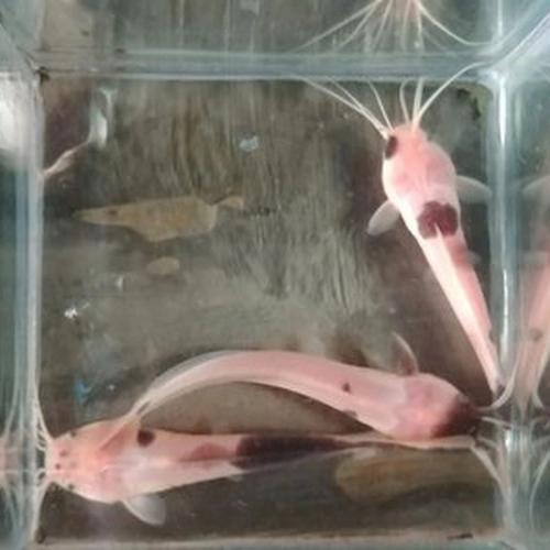 Jual ikan lele albino - Jakarta Selatan - ARB PLAN SCAPE | Tokopedia