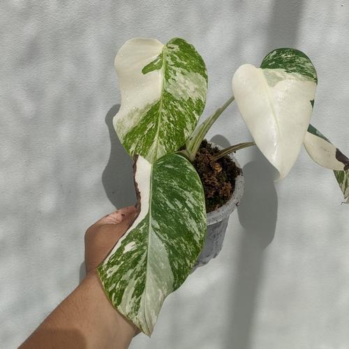 Jual monstera variegata putih albo borsigiana white Tiger #realpict ...