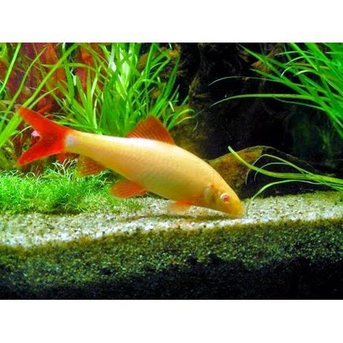 Jual Redfin Shark Albino / Red Fin Shark Black Fish Ikan Hias Aquascape ...