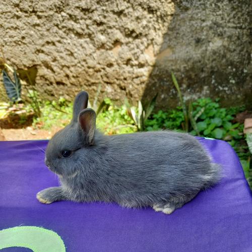 Jual Kelinci mini Netherland Dwarf-ND anakan jantan (4). - Kota Depok ...