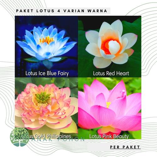 Jual Benih / Bibit / Biji - Paket Bunga Lotus All Colors Seeds - IMPORT ...