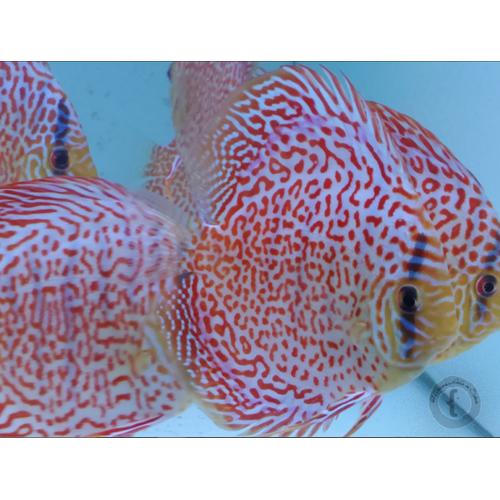 Jual ikan discus leopard snake skin mulai uk 1,5 2 3 inch promo murah ...