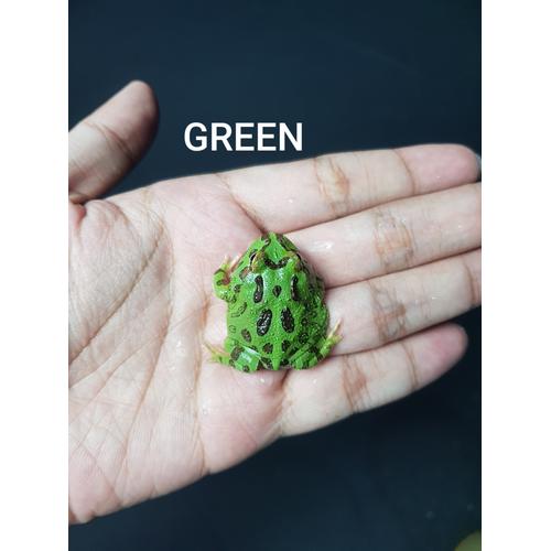 Promo PROMO - BELI KODOK PACMAN FROG BONUS BOX - PERSEDIAAN TERBATAS ...