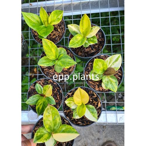 Jual Anthurium jenmani varian mangkok variegata - Kab. Semarang - epp ...