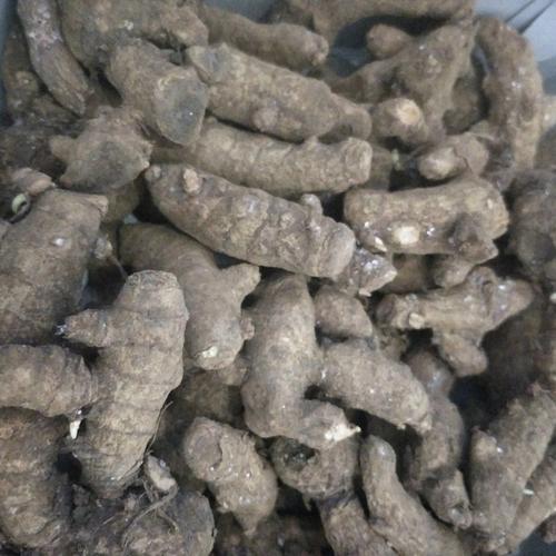 Jual temu giring segar 1kg - Kota Malang - PakTaniii | Tokopedia