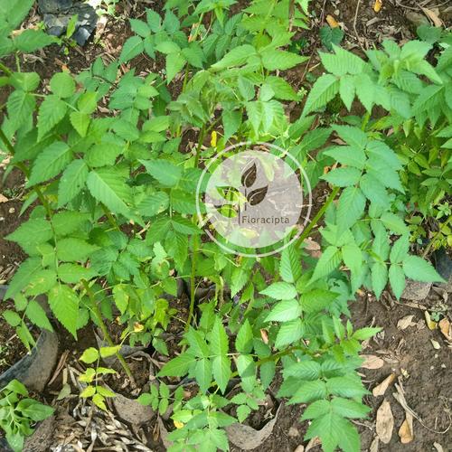 Jual Pohon raspberry - Tambulapot - Bibit tanaman buah raspberry - Kota ...