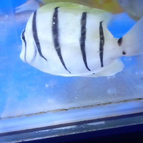 Jual botana zebra ukuran L - Jakarta Pusat - NANO TANK | Tokopedia