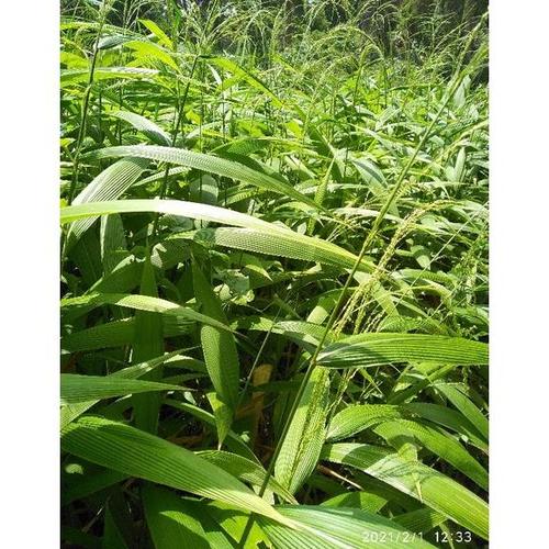 Jual RUMPUT BAMBU SETARIA PALMIFOLIA / TANAMAN HIAS - Kab. Bogor ...