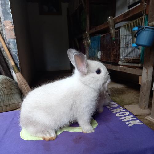 Jual Kelinci mini Netherland Dwarf-ND anakan jantan (1). - Kota Depok ...