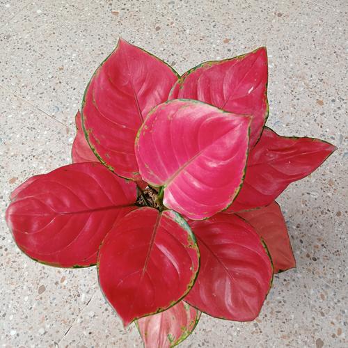 Jual Aglonema Red Anjamani/Red Anja/Besar Daun 7-8+9 - Jakarta Barat ...