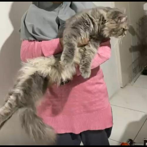 Jual Kucing Maincoon - Kota Bekasi - Roemahkucing | Tokopedia