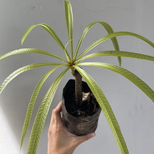 Jual barringtonia papuana rare plant - Kab. Nabire - JUNGLE PLANT PAPUA ...