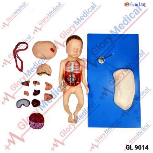 Jual Alat Peraga/Manekin Female Fetus Bayi + Placenta Torso 9014 ...