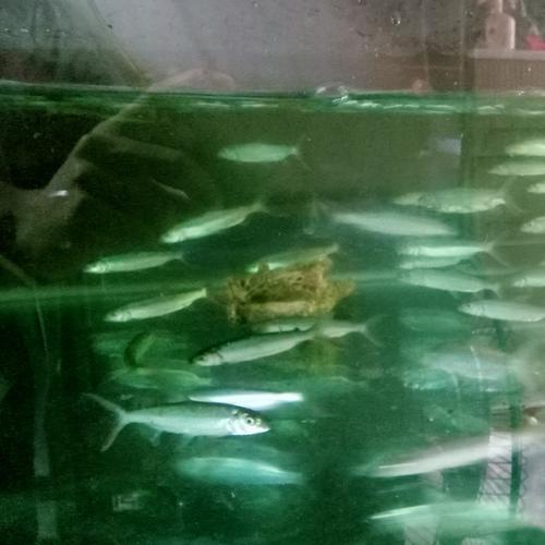 Jual ikan goliath tiger fish - Jakarta Timur - METAMORFOFISH | Tokopedia