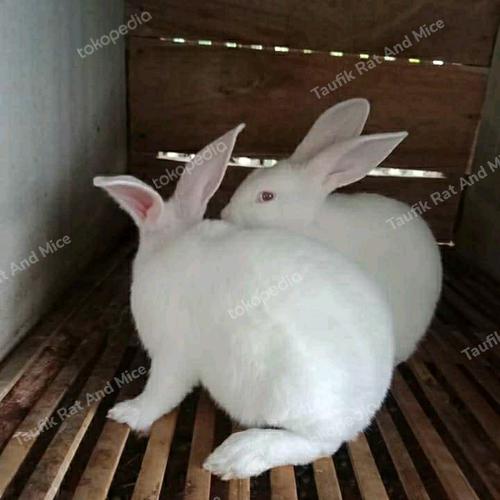 Jual kelinci new zealand white penelitian - Kota Bogor - Taufik Rat and ...