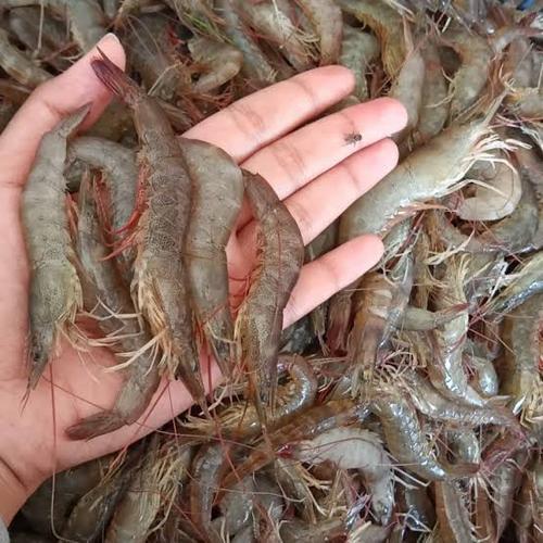 Jual Udang Api Segar - 1kg - Jakarta Selatan - Pangan Daily | Tokopedia