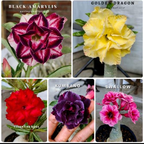 Jual adenium bunga tumpuk paket 5 pohon adenium - Kota Tangerang ...