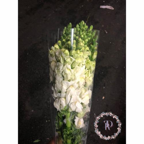 Jual Bunga Snap Dragon (Bunga Segar Jakarta) - Putih - Jakarta Barat ...