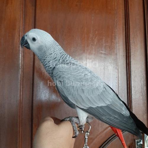 Jual baby afgrey parrot / African grey jinak - Jakarta Timur - hobi ...