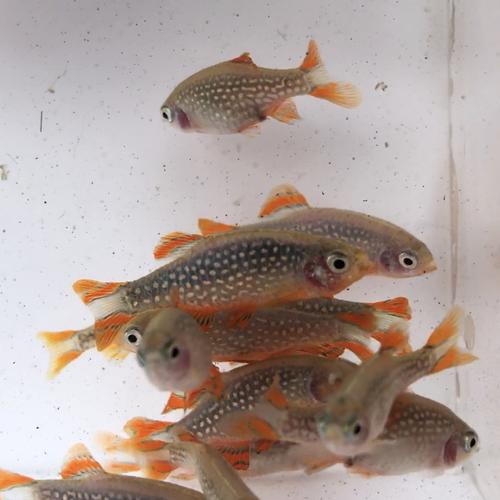 Jual ikan hias rasbora galaxy - Kota Salatiga - Fast - B Farm | Tokopedia
