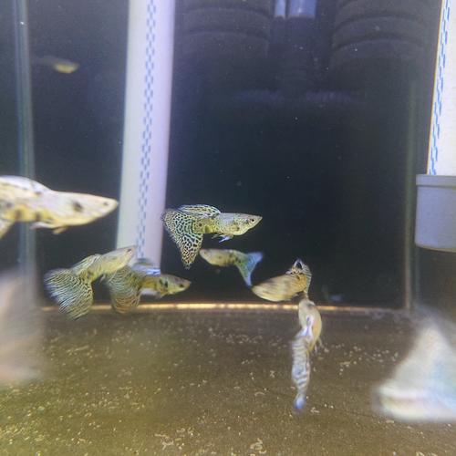 Jual Yellow Tiger King Cobra Guppy / Ikan Hias Guppy / Guppy - Betina - Kota Bandung - Rasendria ...