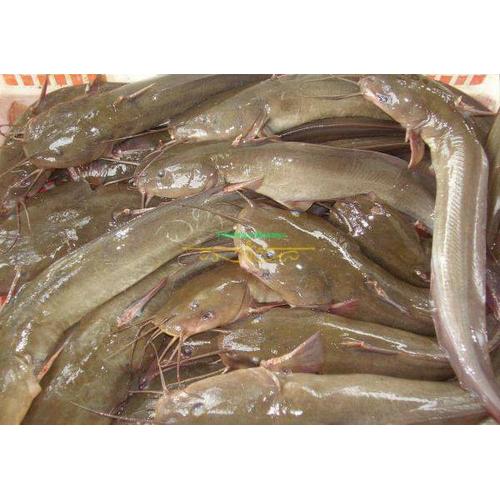 Jual Ikan Sembilang Laut Segar 1Kg // Kualitas Segar Dan Bergaransi ...