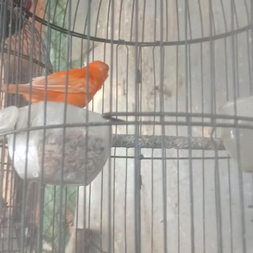 Jual burung kenari merlok gacor dor full merah - Jakarta Timur ...