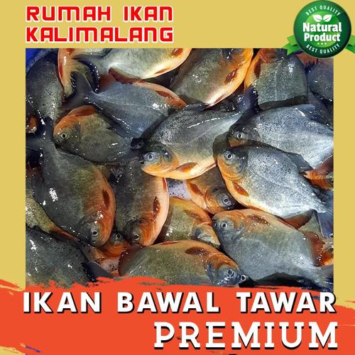 Jual PROMO Ikan Bawal Tawar, Ikan Bawal Merah, Ikan Bawal Tawar Segar ...