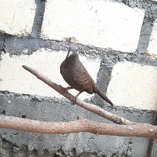 Jual burung perkutut cemani katuranggan pancuran mas - Kab. Gresik ...