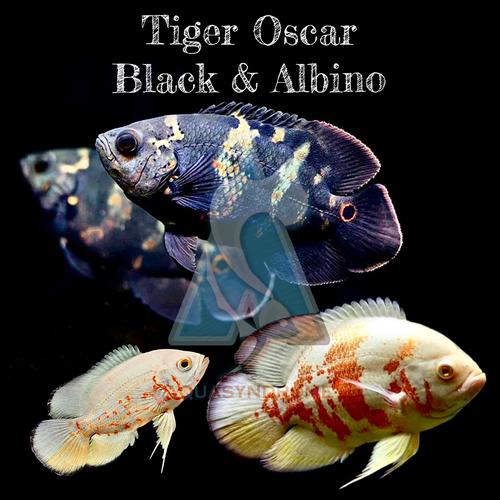 Jual Ikan Tiger Oscar Hitam Batik / Ikan Oskar Albino / Ikan Predator ...