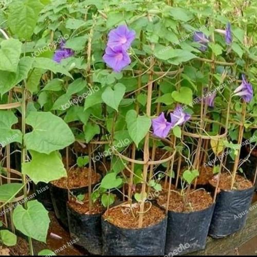Jual tanaman hias - morning glory - tanaman rambat - morning glory ...