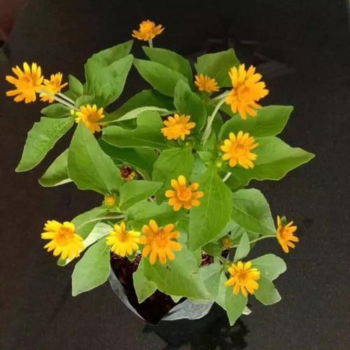 Jual Tanaman Hias Bunga Matahari Mini, Tanaman Hias Kolget - Kota ...