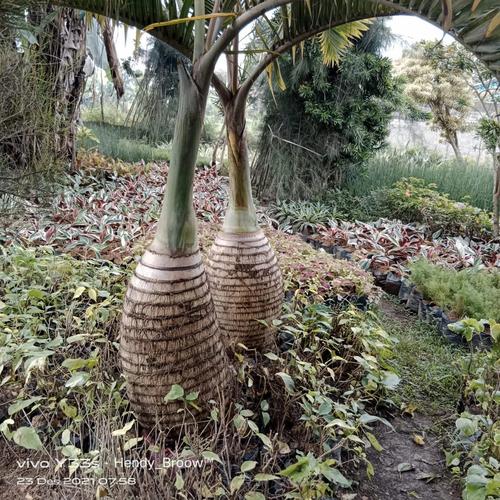 Jual pohon palem botol Ukuran tinggi daun 150cm - Kota Depok - Tanaman ...