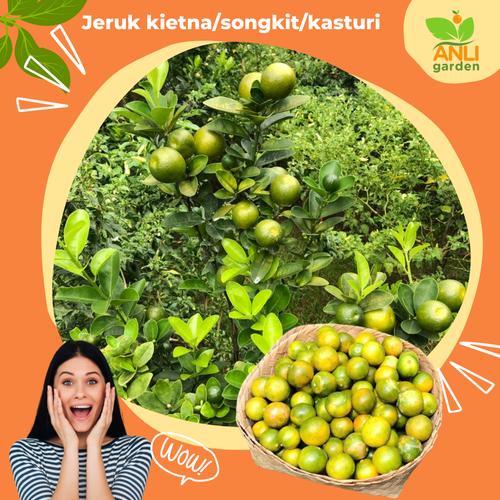 Jual JERUK KIETNA / JERUK KASTURI / JERUK SONGKIT BESAR GEMUK SEHAT 1kg ...