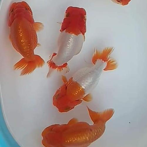 Jual Ikan Mas koki rancu red white / koki ranchu - S - Kota Tangerang ...