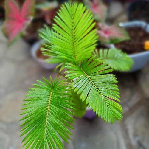 Promo Tanaman hias Palem rotan - Palem mini - rotan hias - jernang ...