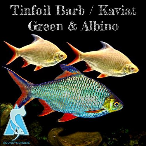 Jual Ikan Kaviat Kapiat Tinfoil Barb Green / Albino Tankmate Ikan ...