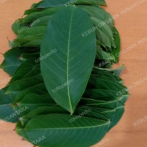 Jual Daun bungur/daun Laban/daun ketangi segar per 500g obat herbal ...